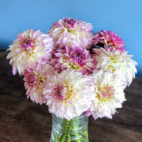 Bloomquist Jody Lynn – Grace Garden Blooms