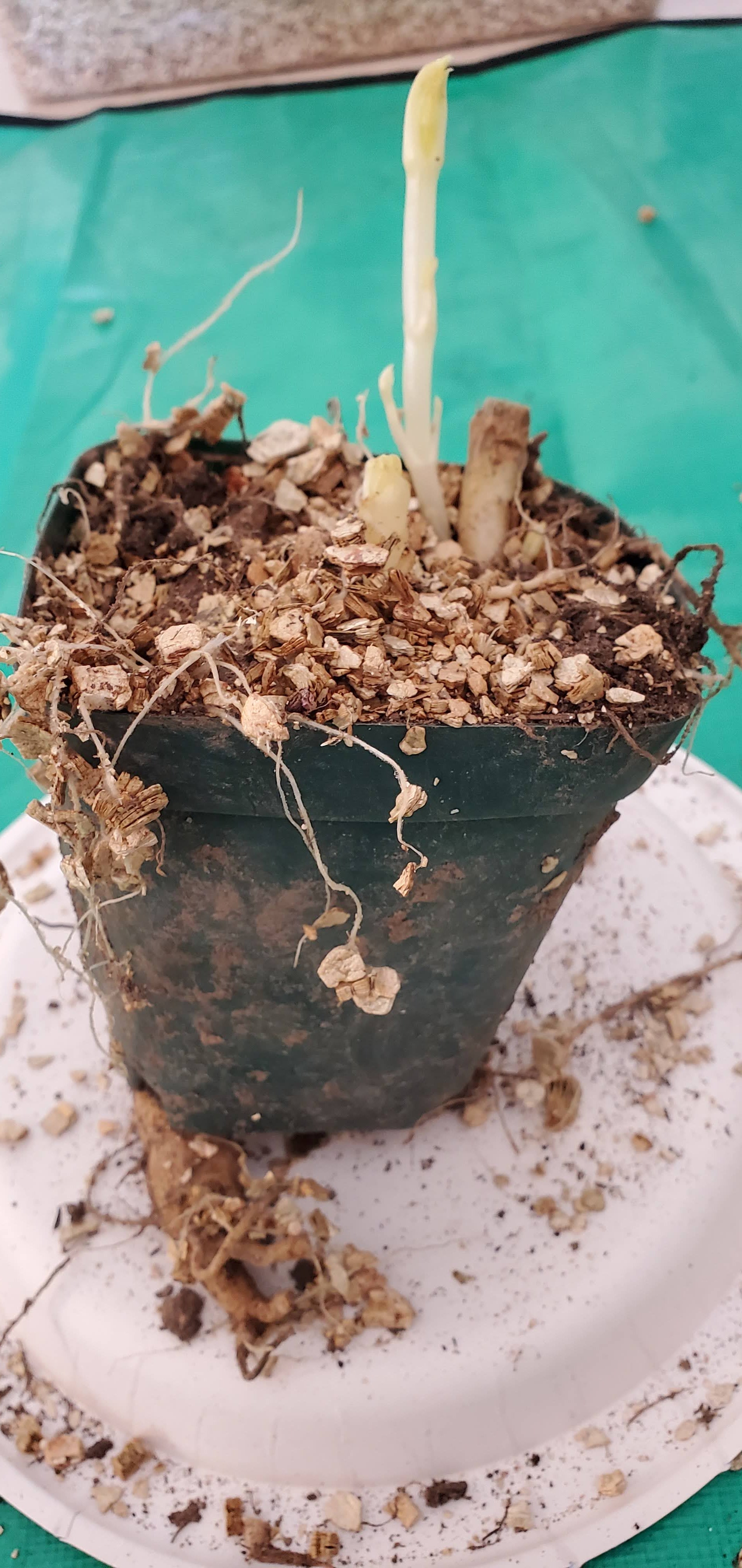 Mystery pot tuber 1 – Grace Garden Blooms