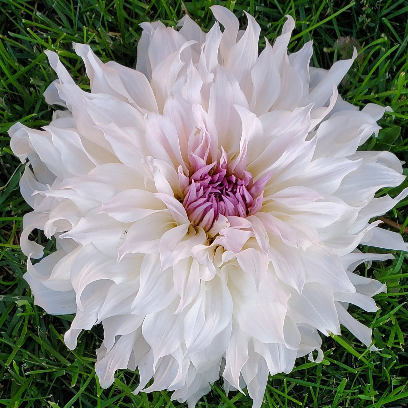 Shiloh Noelle – Grace Garden Blooms