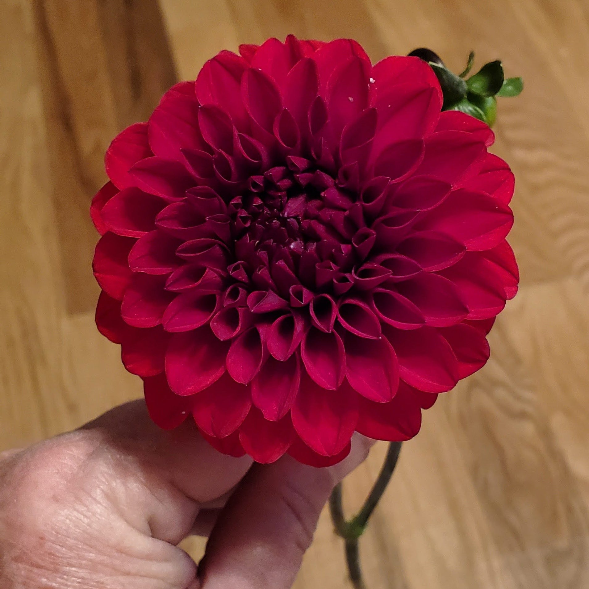 Bloomquist Anew – Grace Garden Blooms