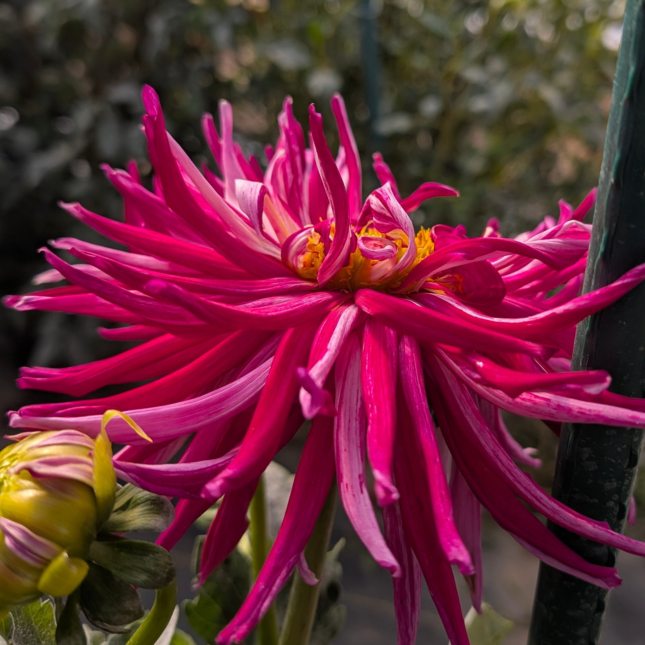 Sandia Barbie – Grace Garden Blooms